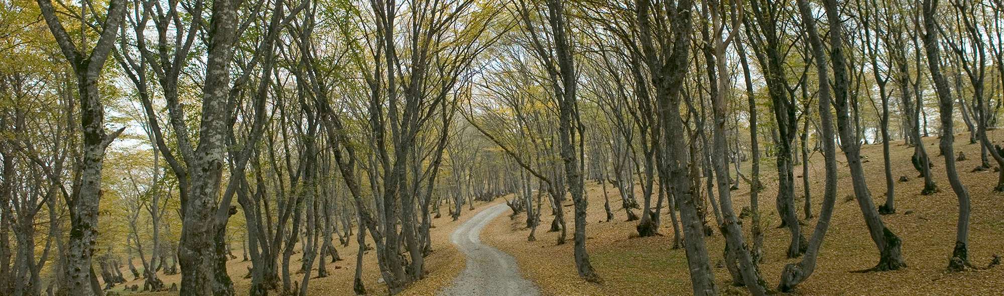 Engineered wood press | Castrol India